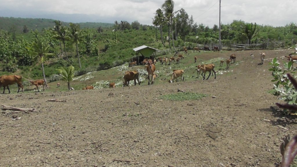 Matching Fund FKH UGM – DPKH Brebes – PT Indo Prima Beef – Fakultas ...
